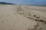 Wrack Line – theoutershores