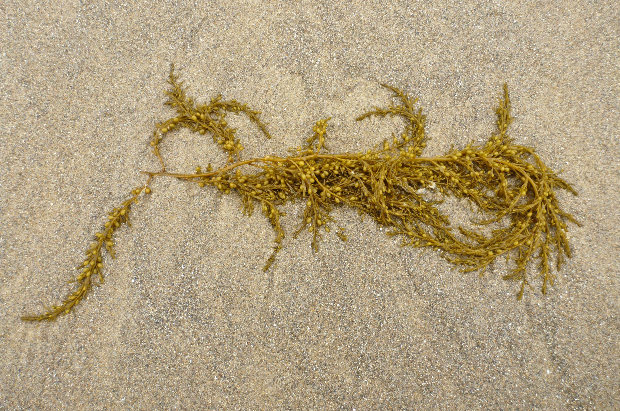Common Marine Algae in the Northern Oregon Drift Line: A Gallery of ...