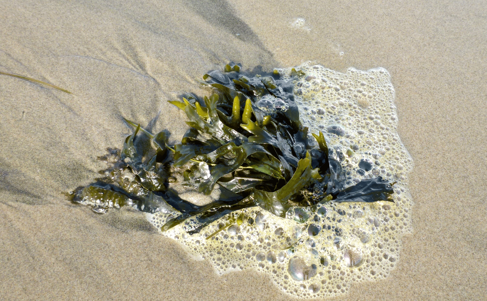 Common Marine Algae in the Northern Oregon Drift Line: A Gallery of ...