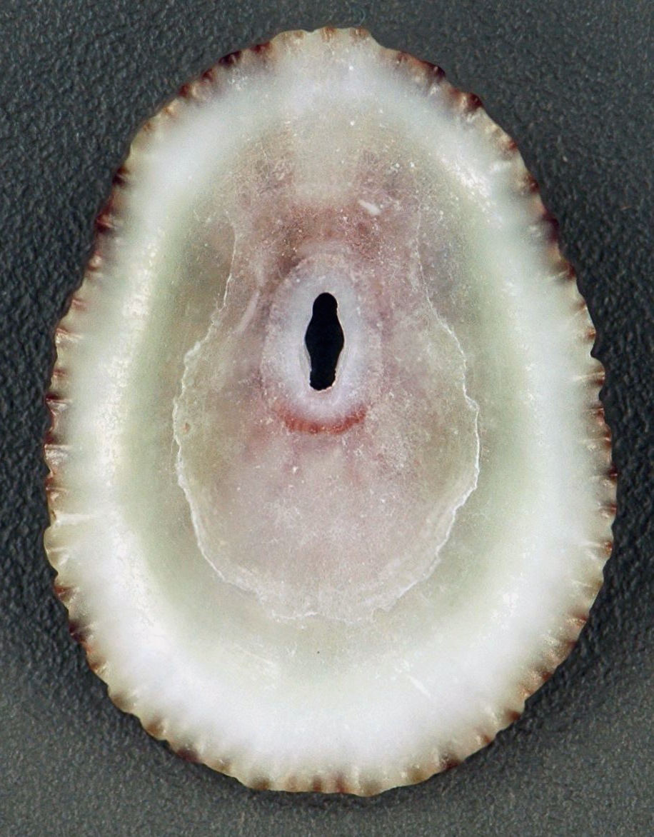 keyhole limpet shell