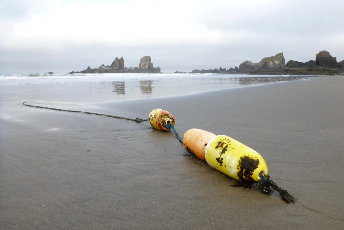 A View of the 2016 Wrack Line Through My Eyes – theoutershores