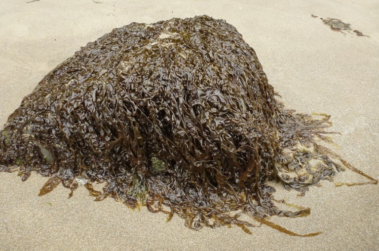 Reds, Rhodophyta – theoutershores