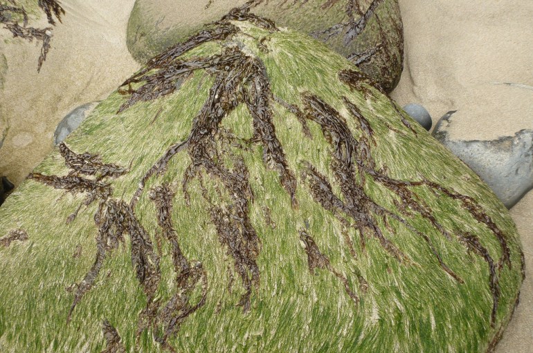 Reds, Rhodophyta – theoutershores