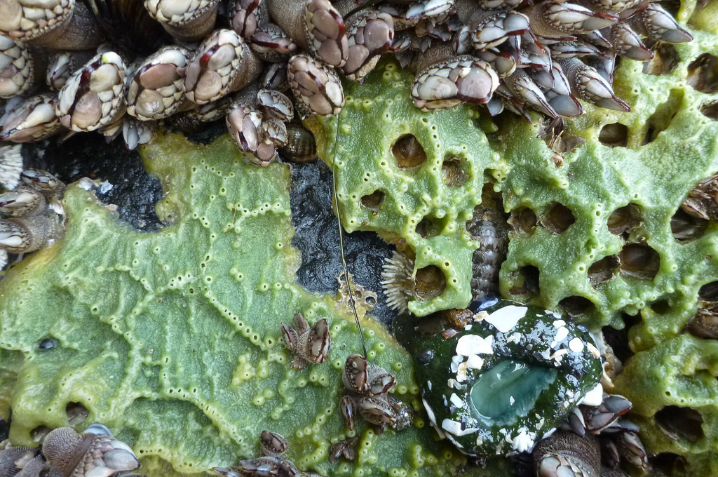 Sponges – theoutershores