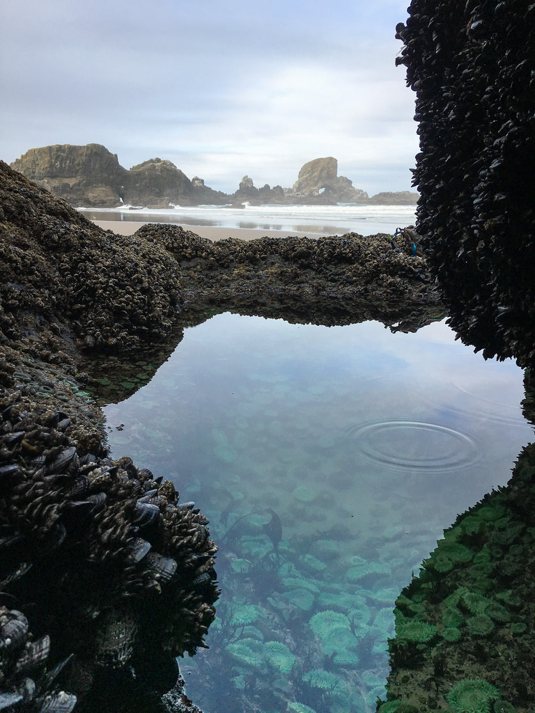 A Tide Pool with a View – theoutershores