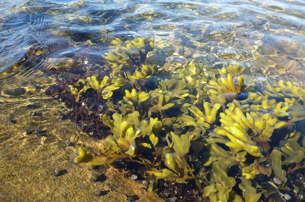 Rockweed Fucus – theoutershores