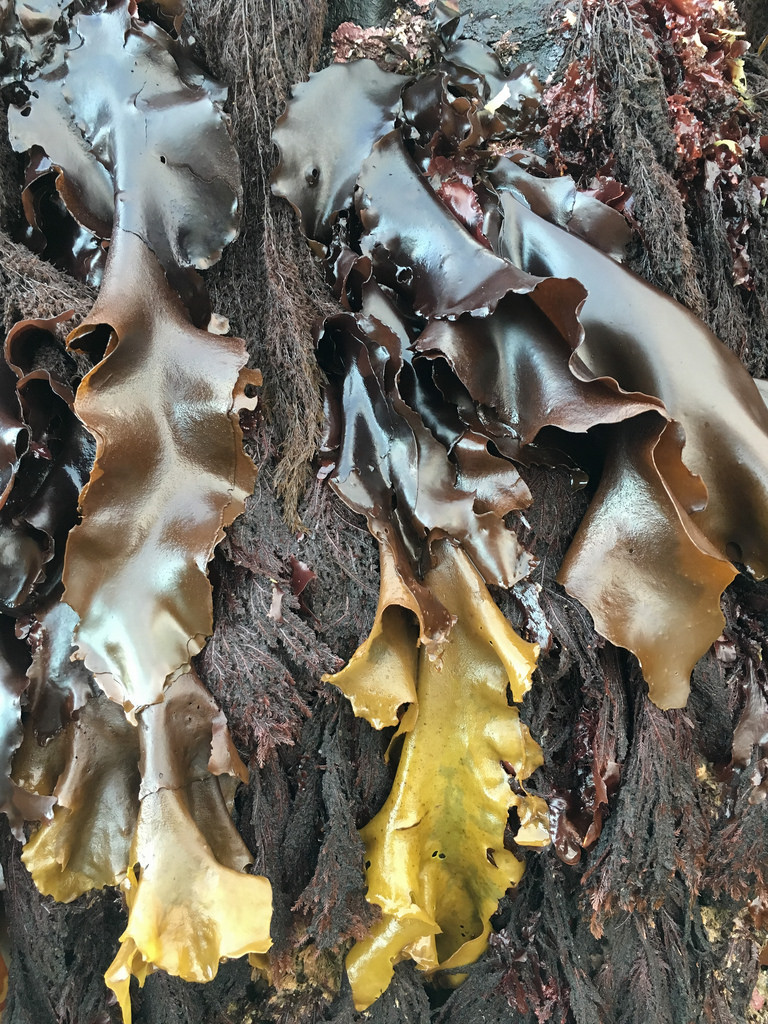 Red Algae Textures the Mid- and Lower Intertidal – theoutershores
