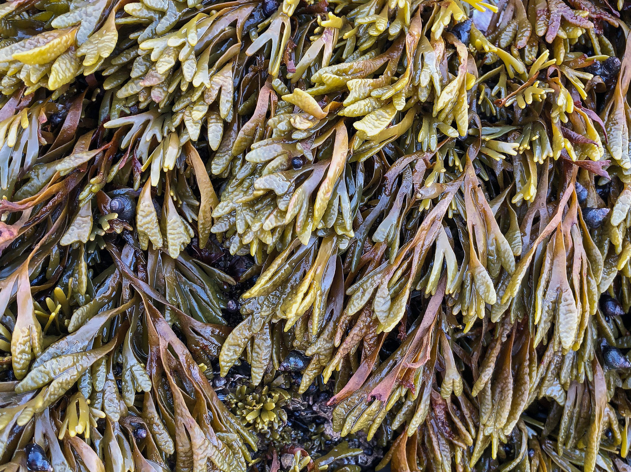 Peaceful Patterns of Pelvetiopsis and Fucus on a High Reef – theoutershores