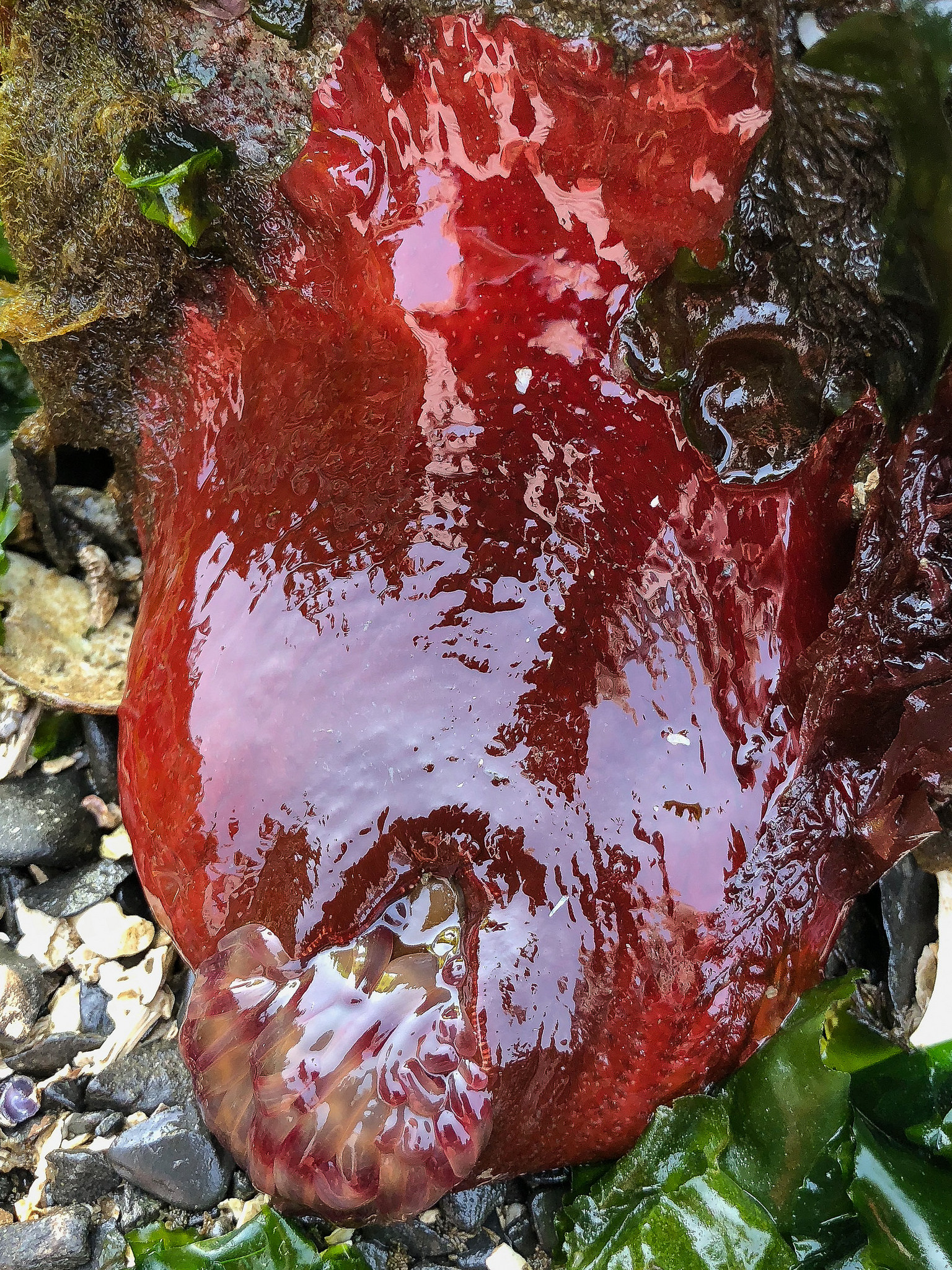 The Colorful Painted Anemone, Urticina crassicornis – theoutershores