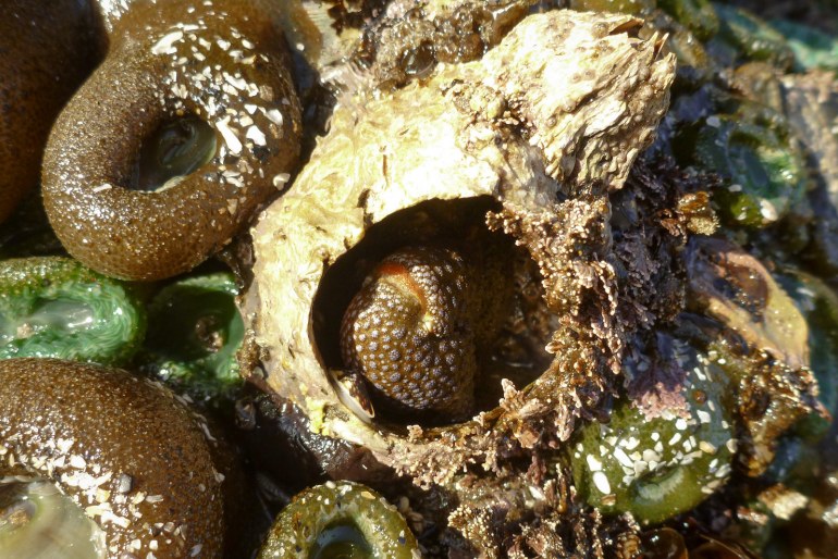 Giant Barnacles, Balanus nubilus, Generous Intertidal Hosts ...