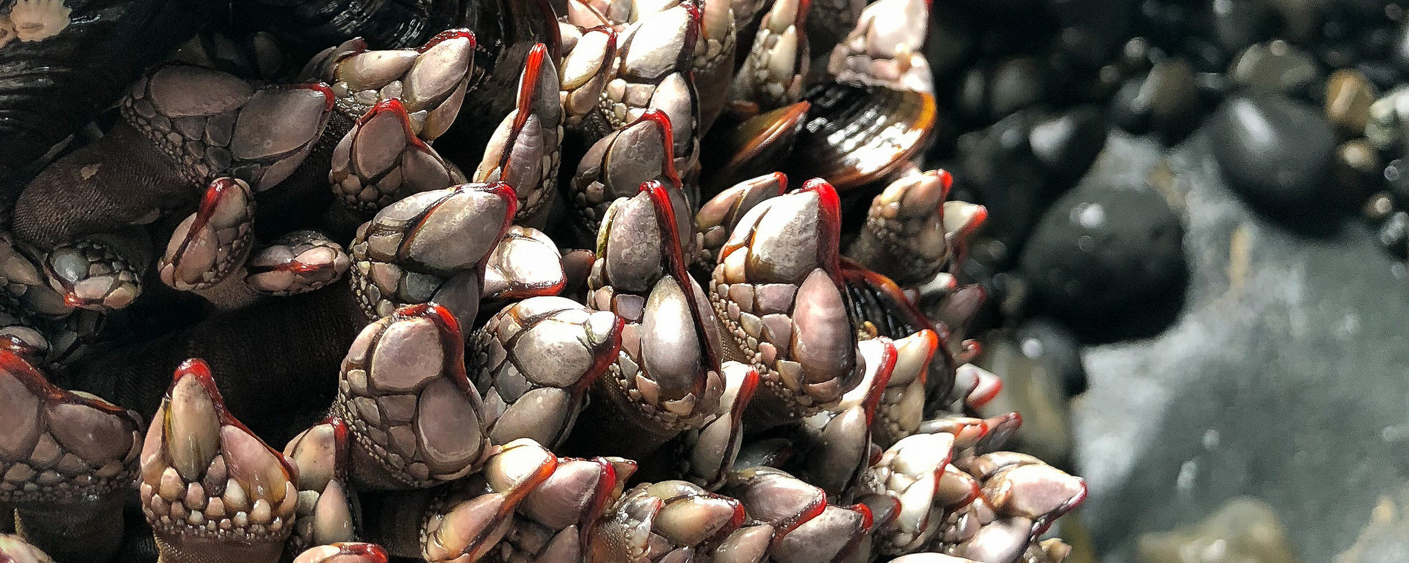 Pollicipes, Magical in the Morning – theoutershores