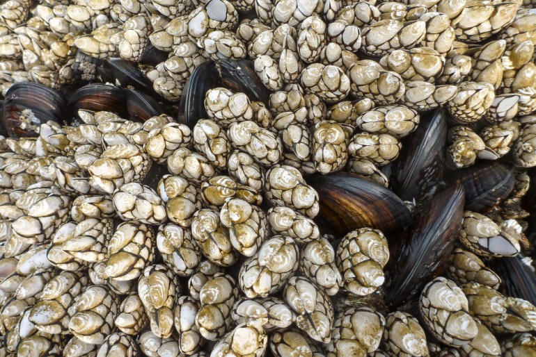 The Curves and Colors of California Mussels – theoutershores