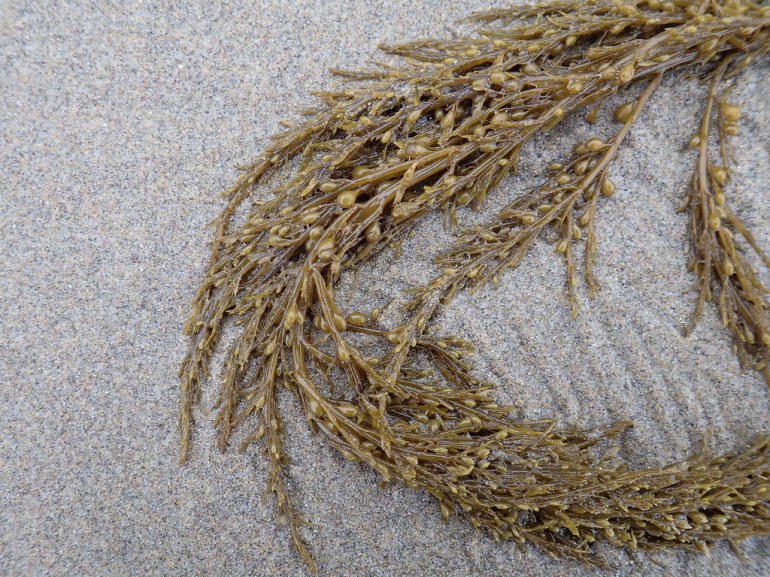 Wrack Line – theoutershores