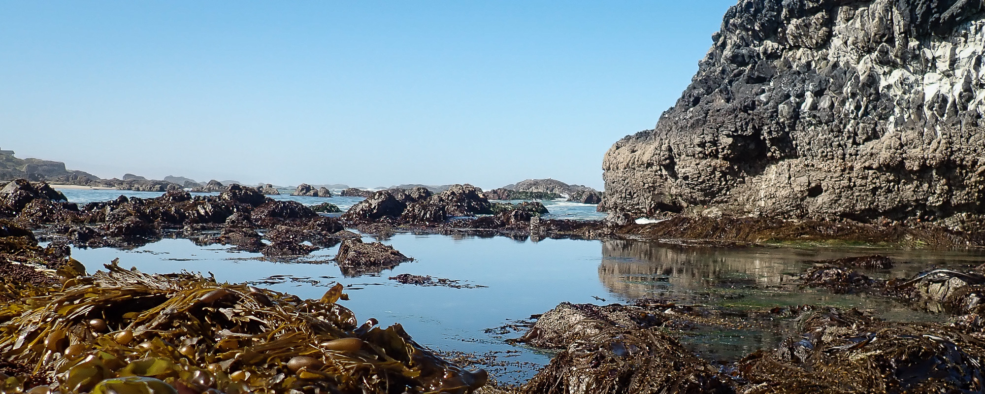 Invitation to a Tidepool Treasure Hunt – theoutershores