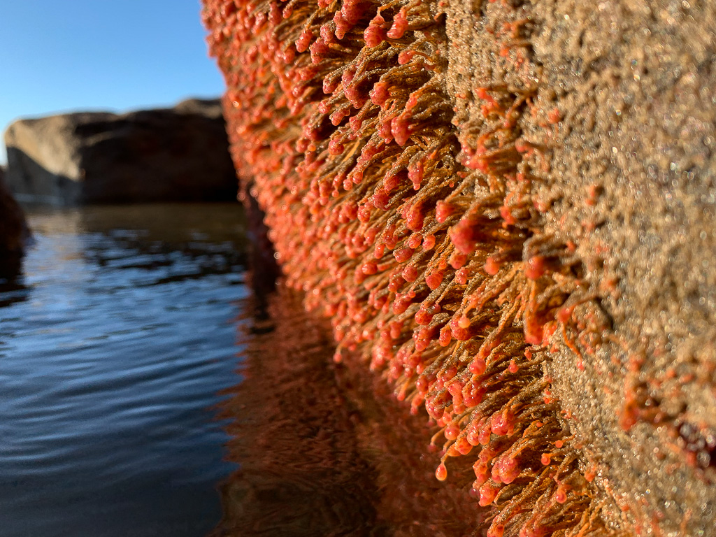 Hydroids – theoutershores