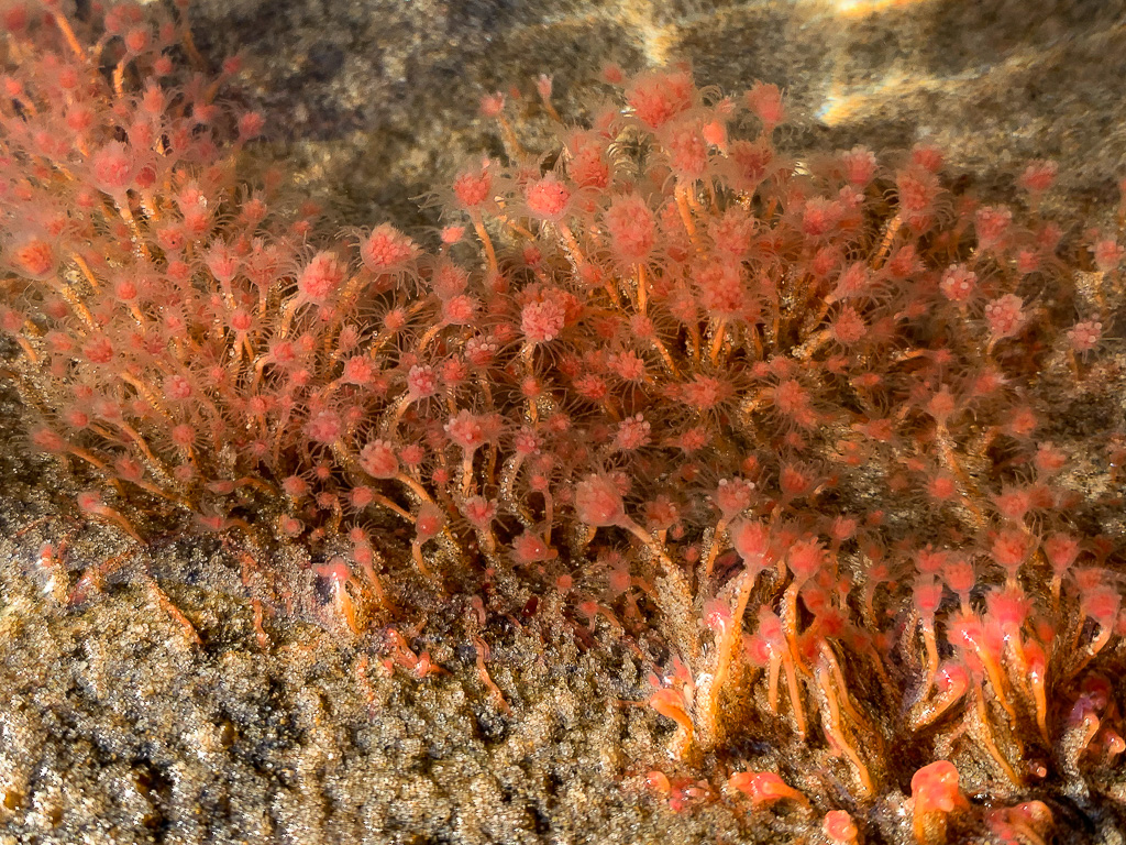 Hydroids – theoutershores