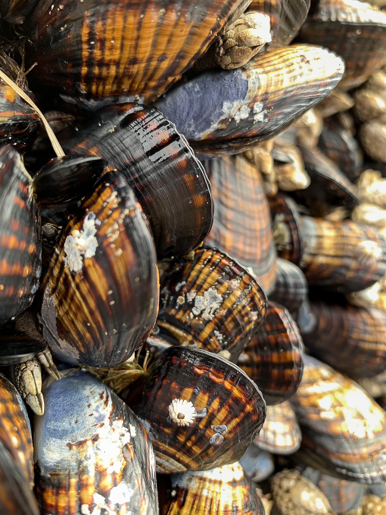 Bivalves – theoutershores