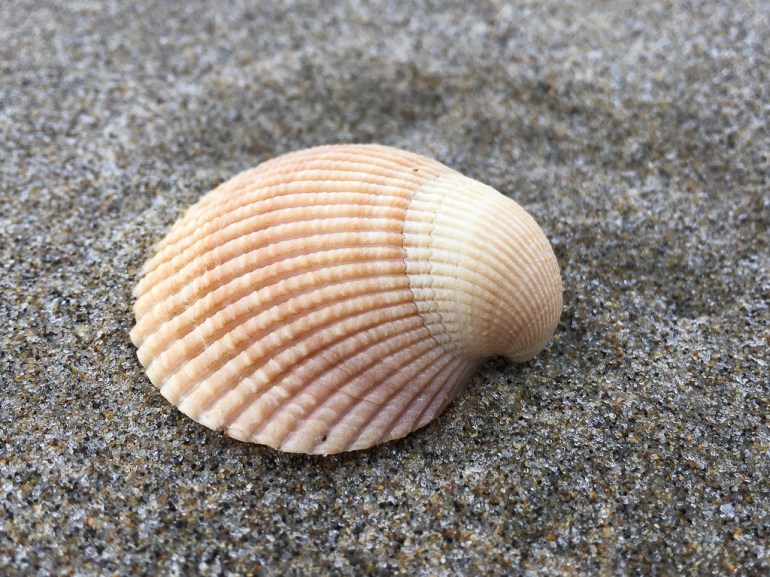 Wrack Line – theoutershores