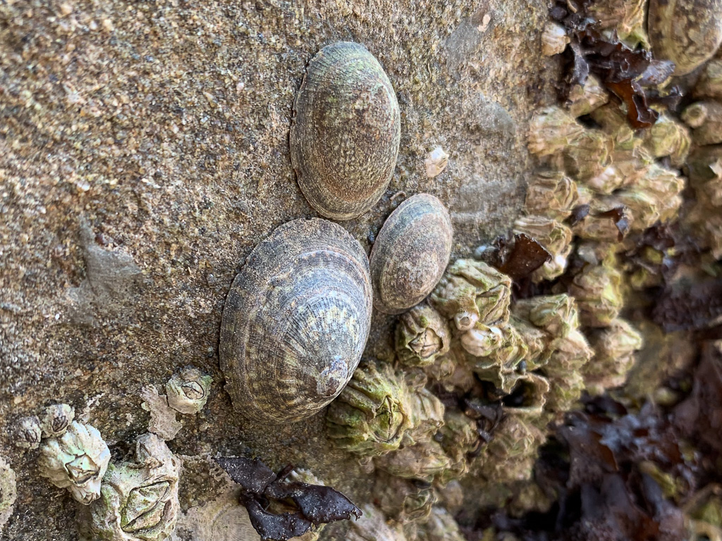 Quiet Moments From the High Intertidal – theoutershores