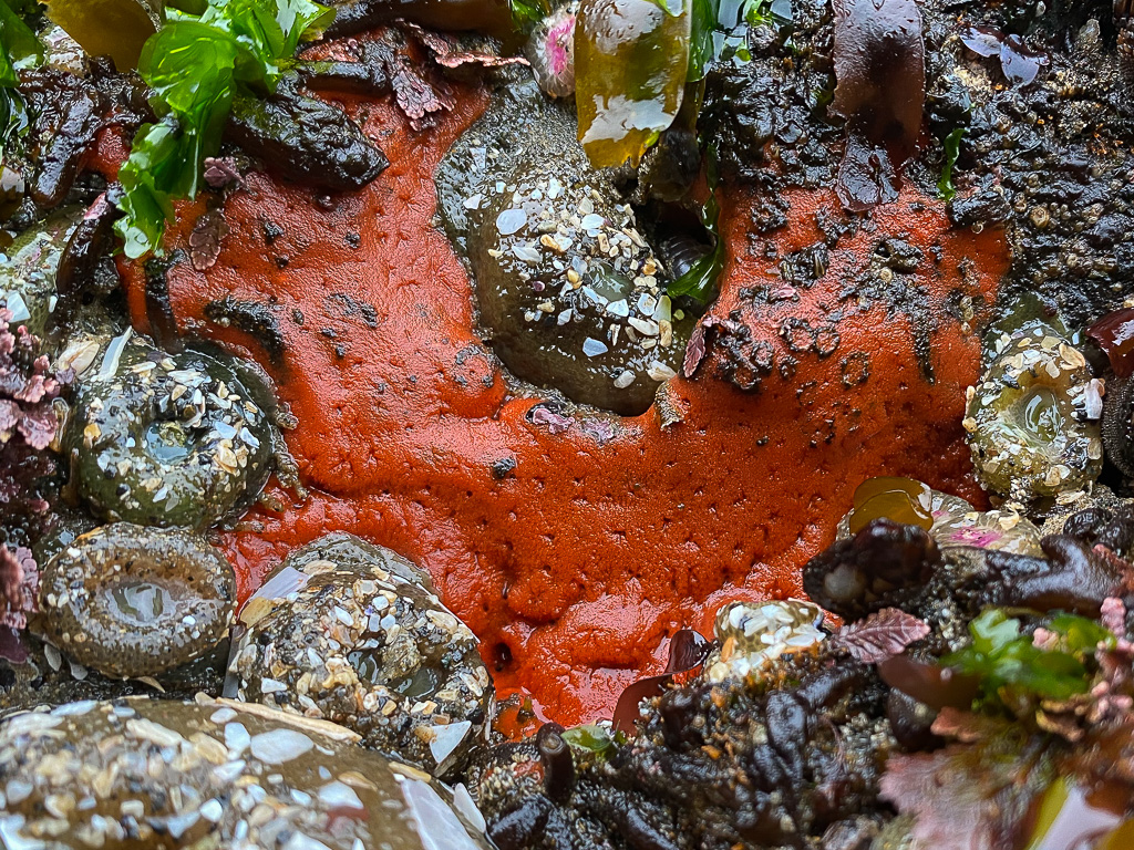 Sponges – theoutershores