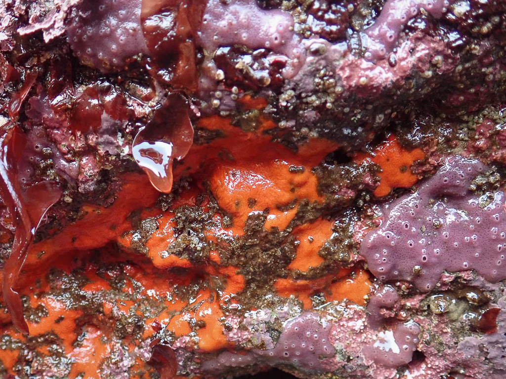 Sponges – theoutershores