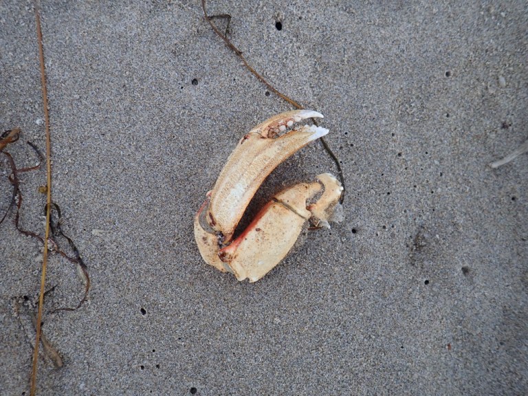 Wrack Line 2020 – theoutershores