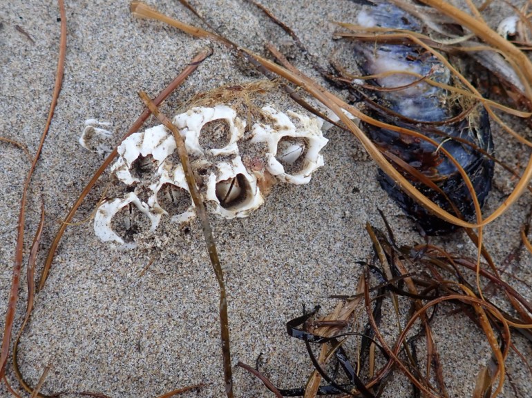 Wrack Line 2020 – theoutershores