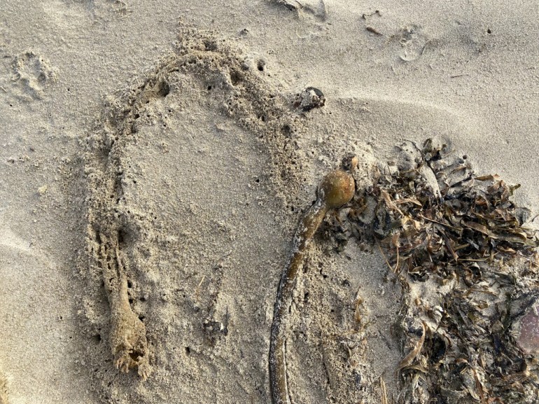 Wrack Line 2020 – theoutershores