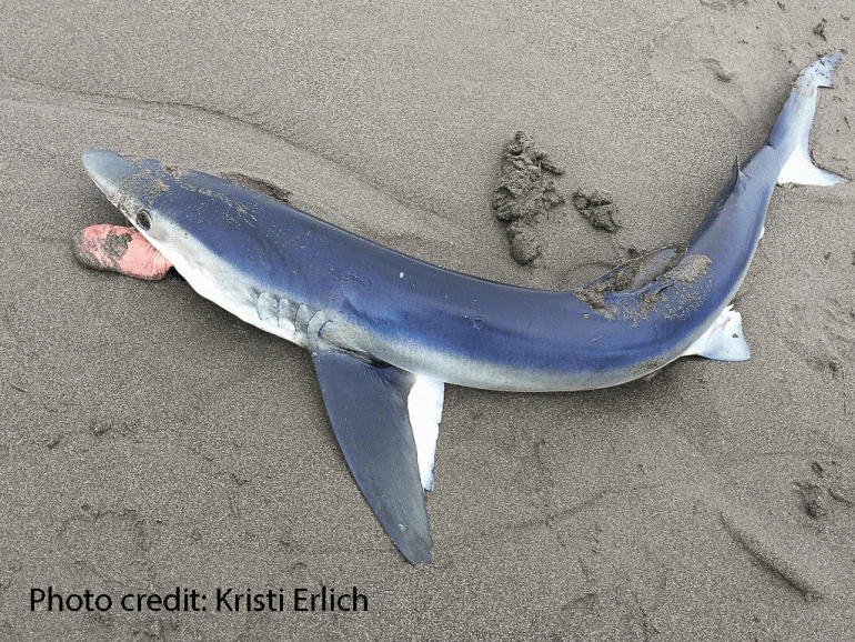 Fishes Other Than Surfperches – theoutershores
