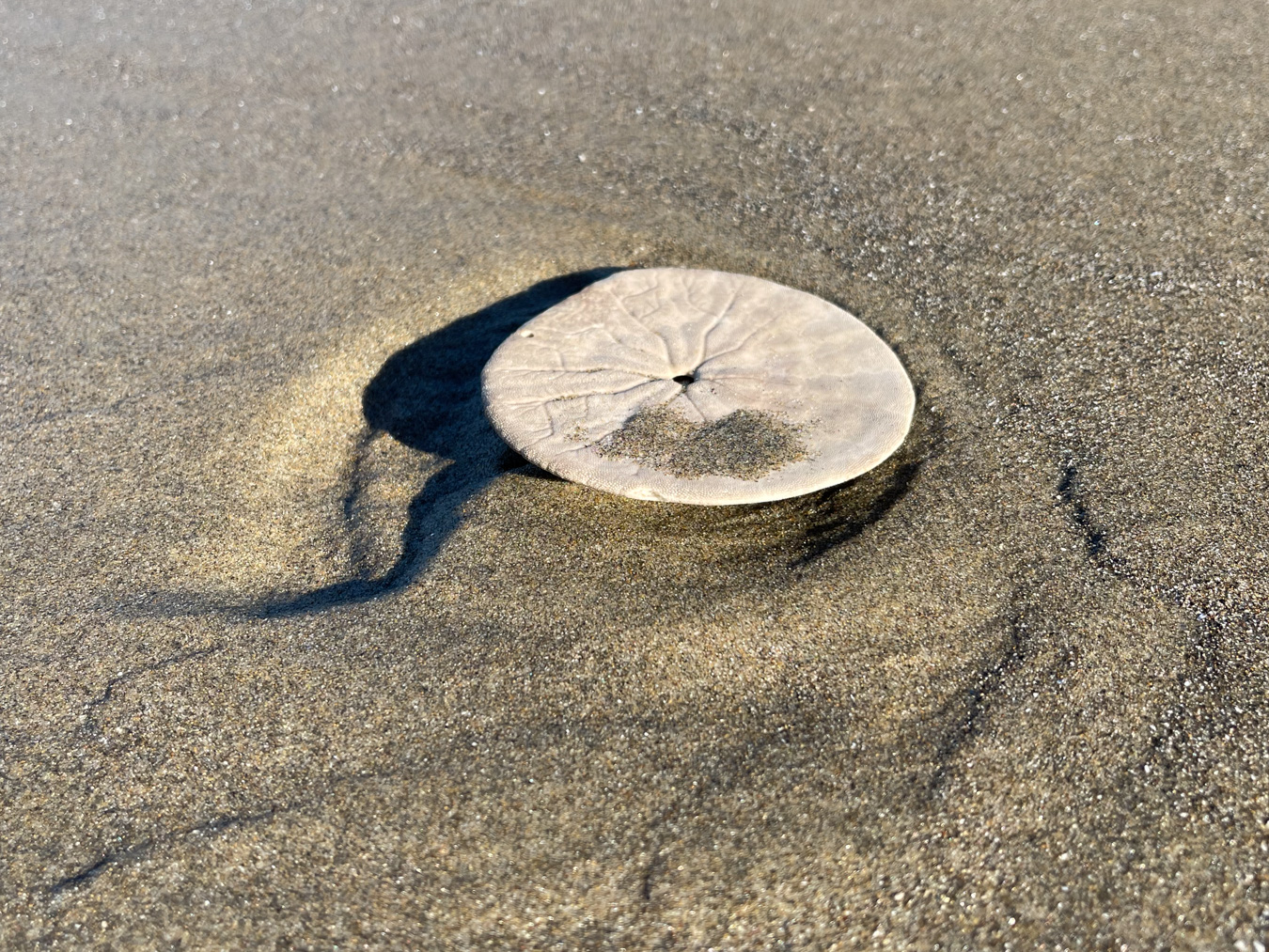 Sea Urchins and Sand Dollars – theoutershores