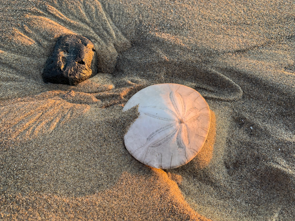 Sea Urchins and Sand Dollars – theoutershores