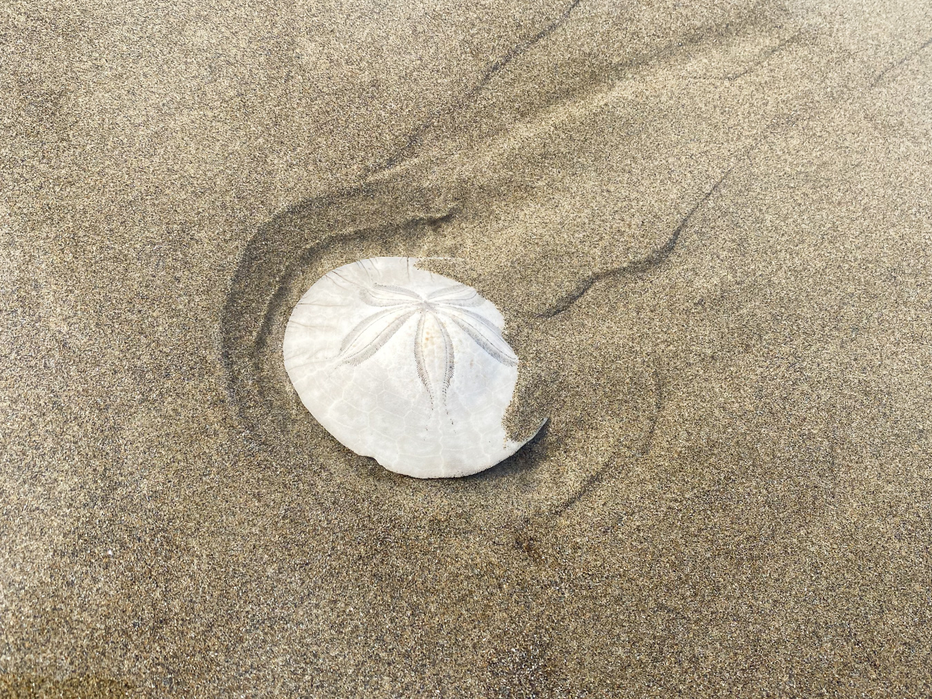 Sea Urchins and Sand Dollars – theoutershores