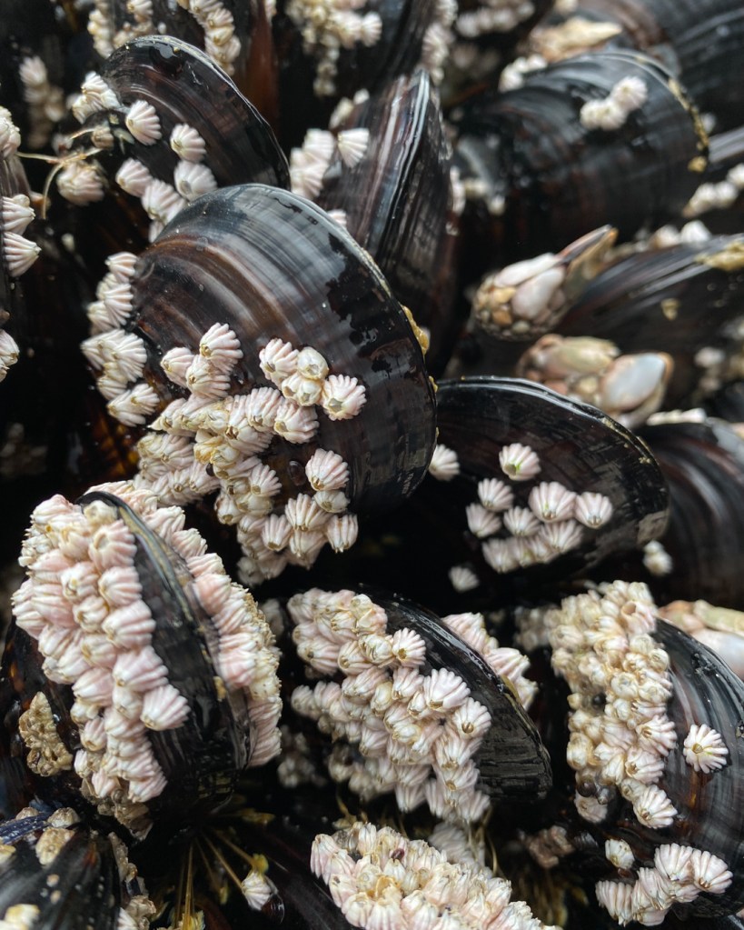 Scenes From the Oregon Shore, 2021 – theoutershores
