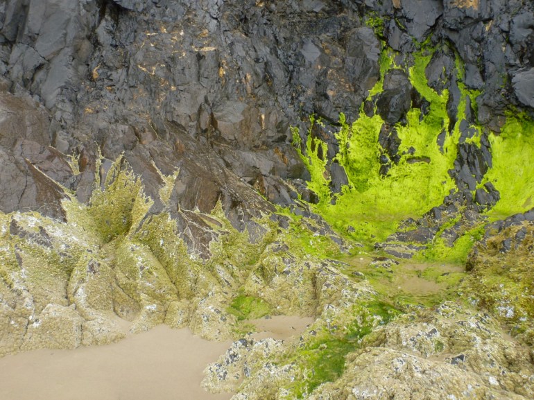 Greens, Chlorophyta – theoutershores