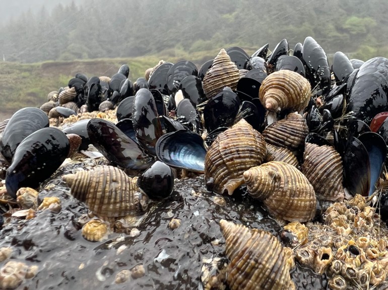 Snails – theoutershores