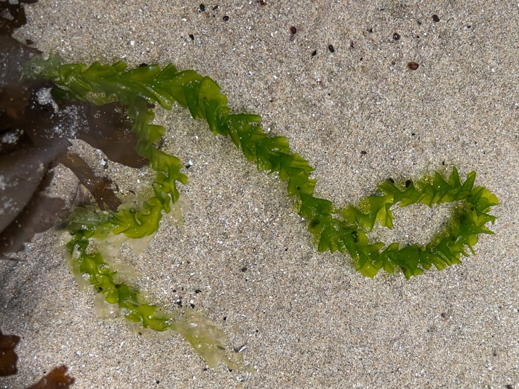 Greens, Chlorophyta – theoutershores