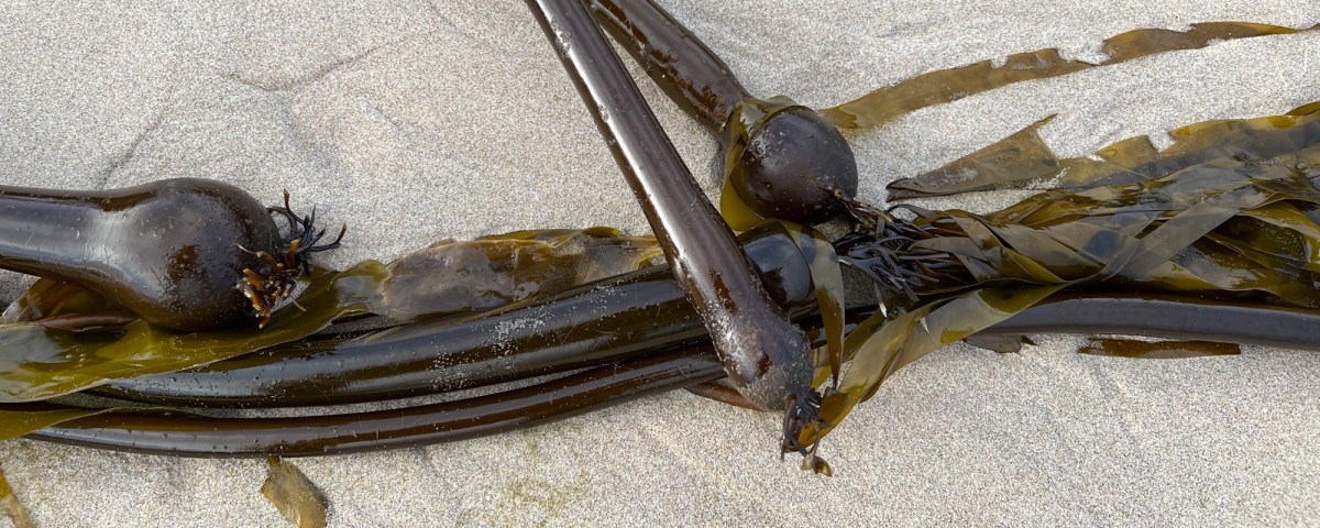 It’s the Season for Second (and Third) Looks at Drift Bull Kelp – theoutershores
