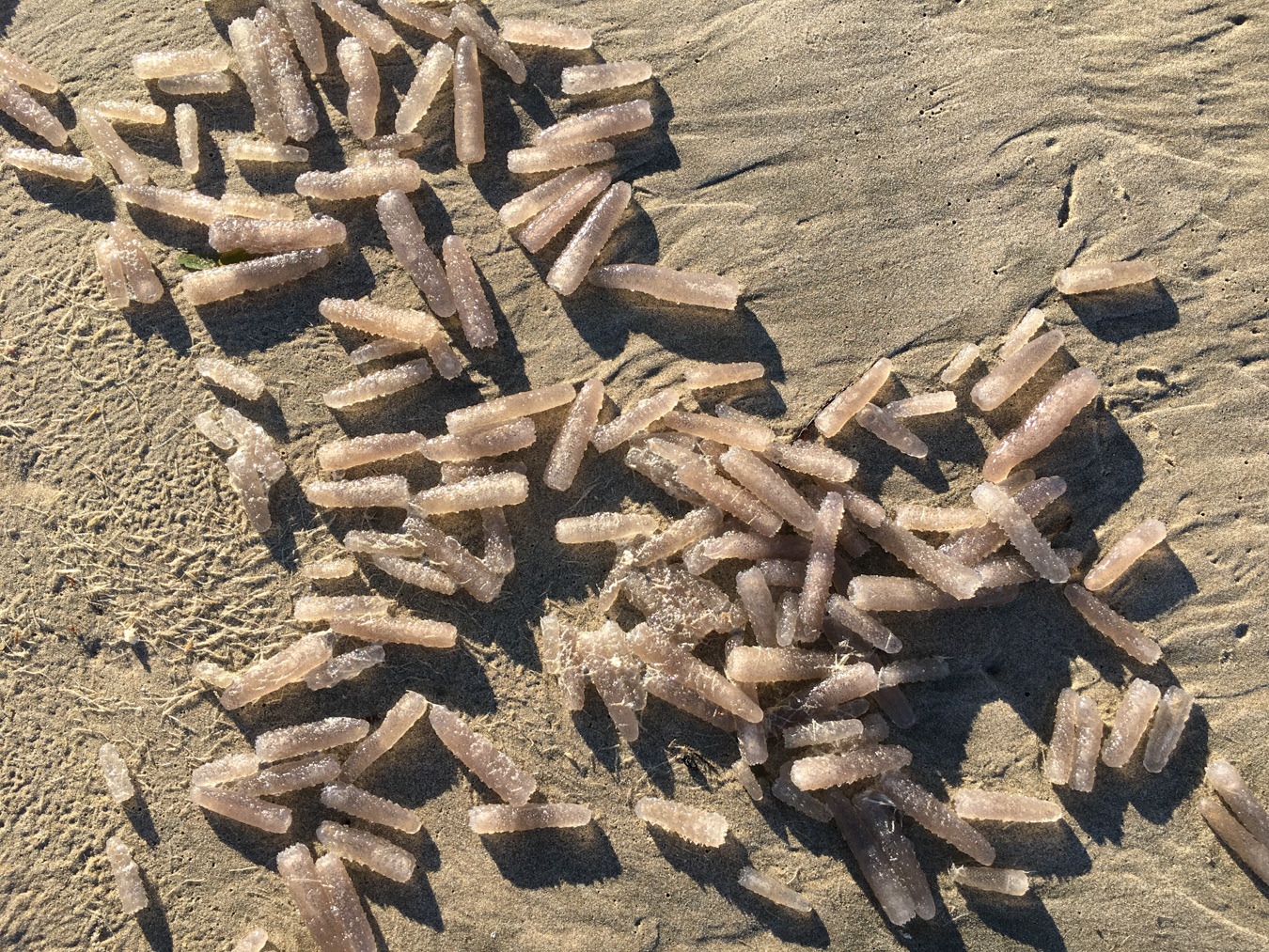 A Pyrosome Beachcast – theoutershores