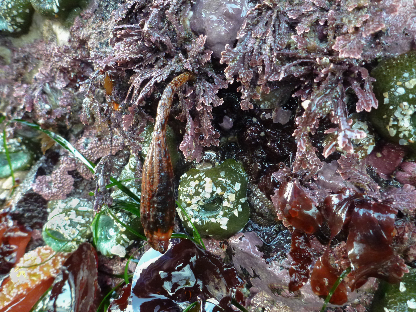 Tunicates – theoutershores