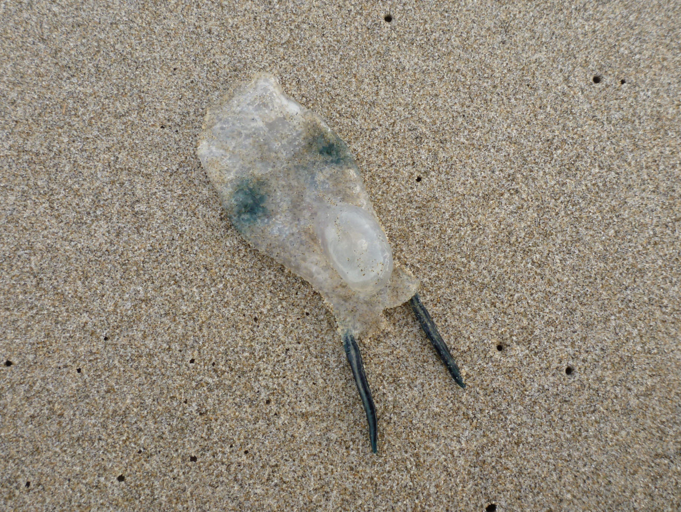 Tunicates – theoutershores
