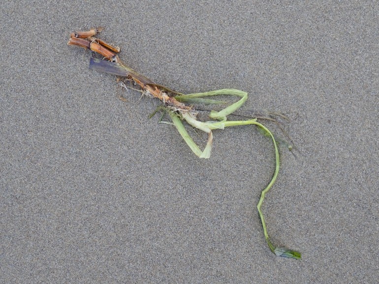 Wrack Line – theoutershores