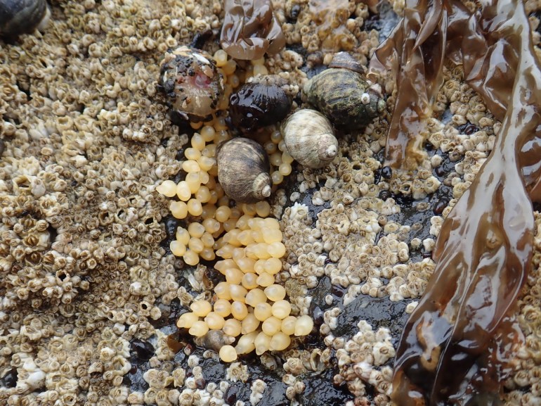 Snails – theoutershores