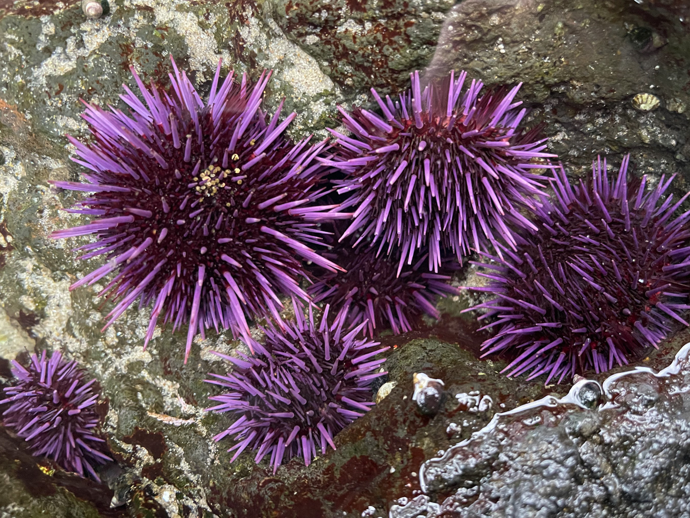 Sea Urchins and Sand Dollars – theoutershores