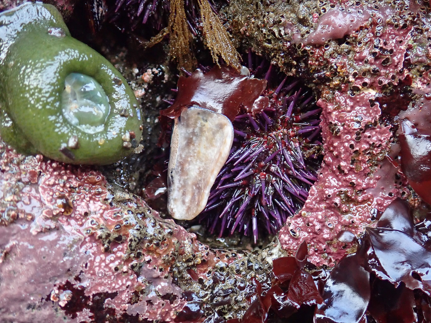 Sea Urchins and Sand Dollars – theoutershores