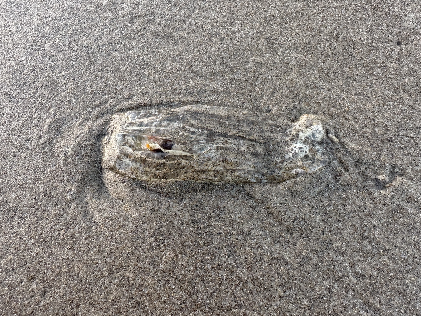 Tunicates – theoutershores