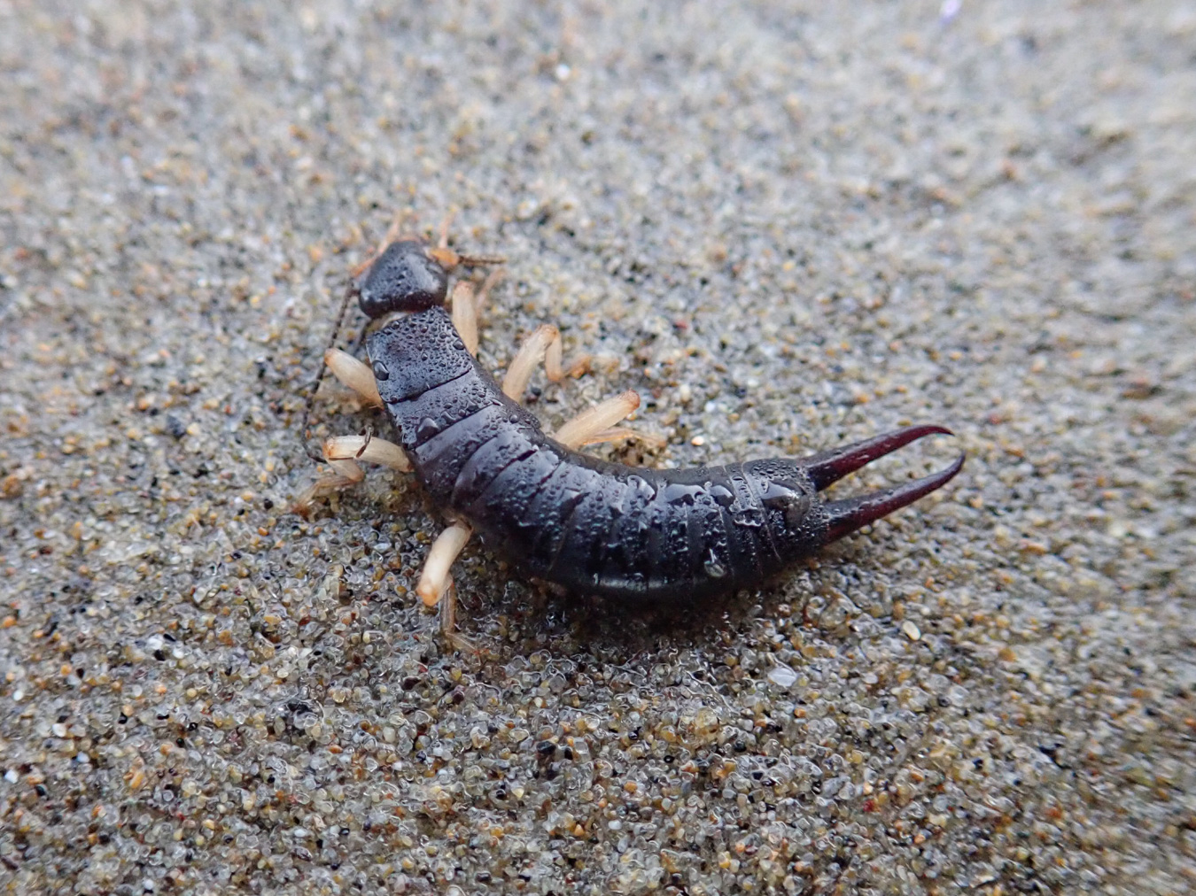 Shore Insects – theoutershores