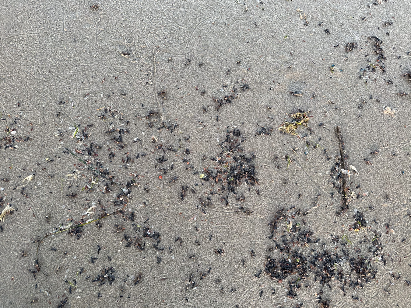 Shore Insects – theoutershores