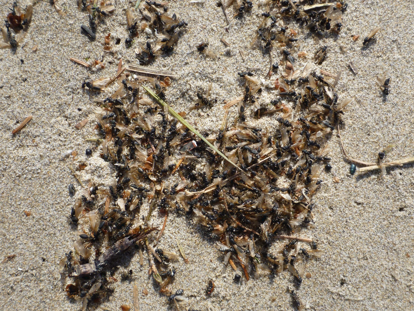 Shore Insects – theoutershores