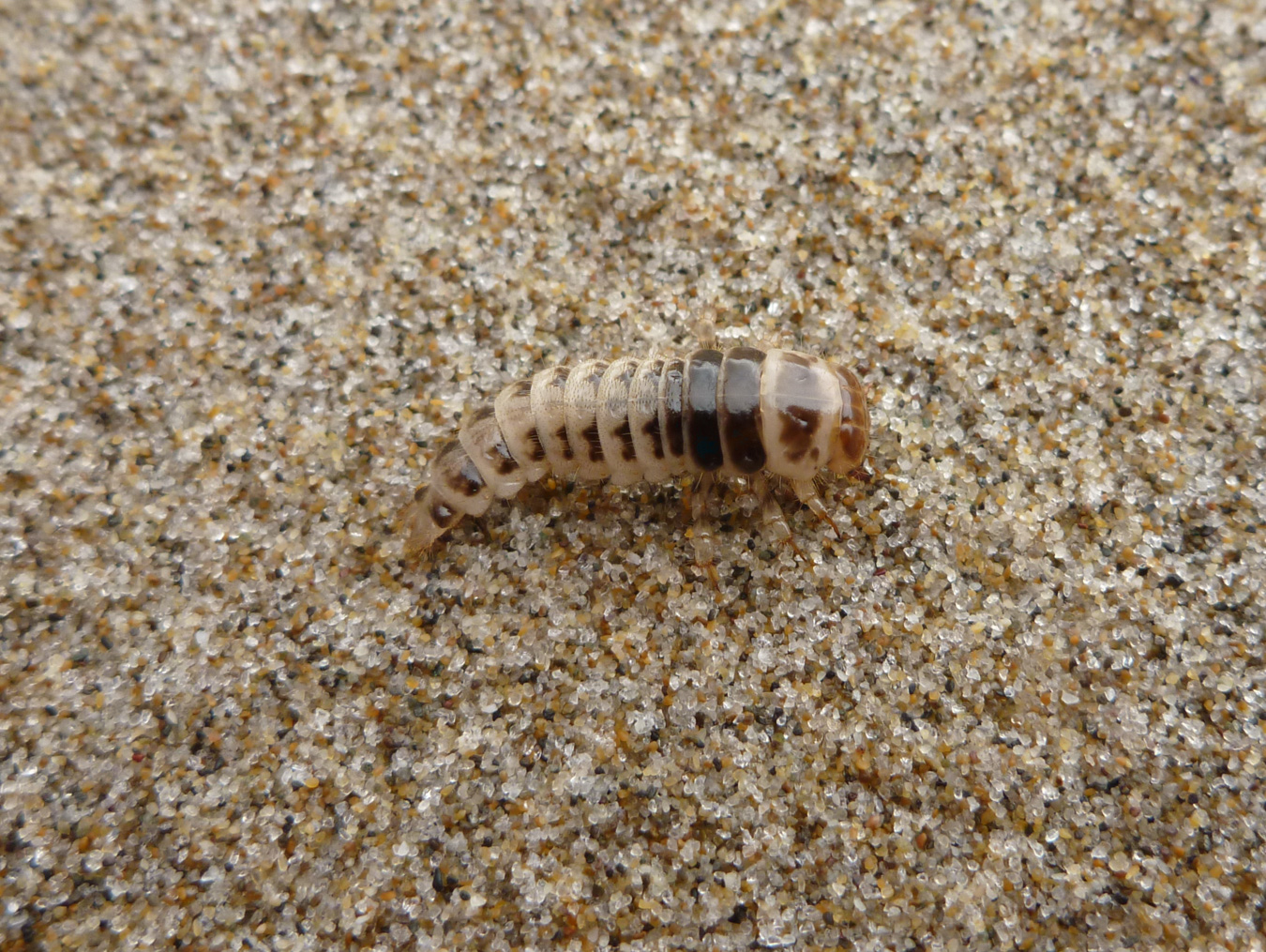Shore Insects – theoutershores