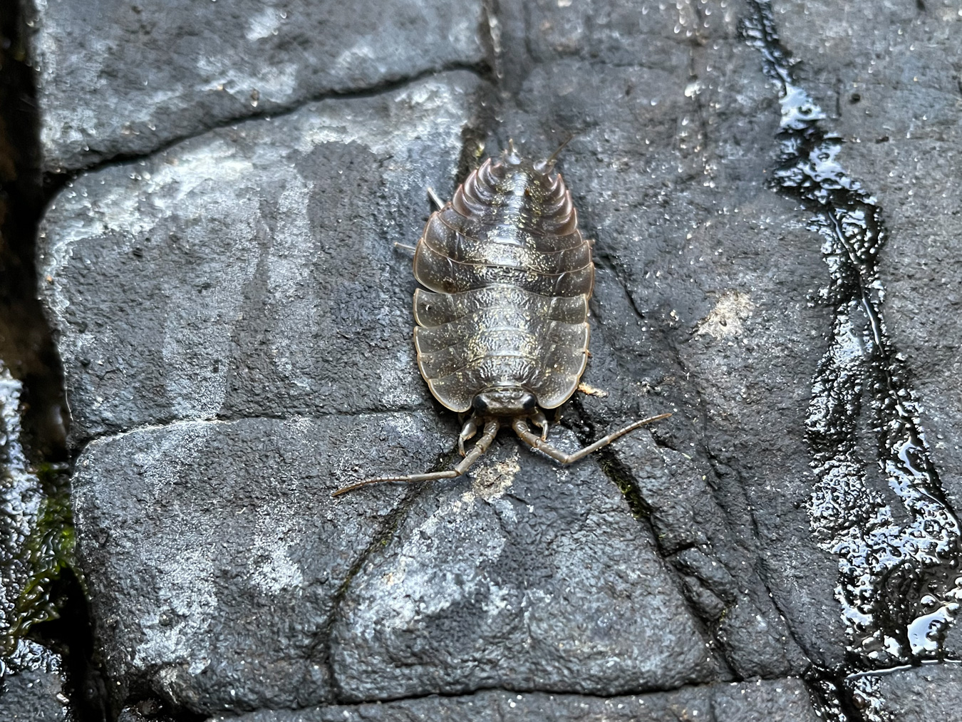 Isopods – theoutershores